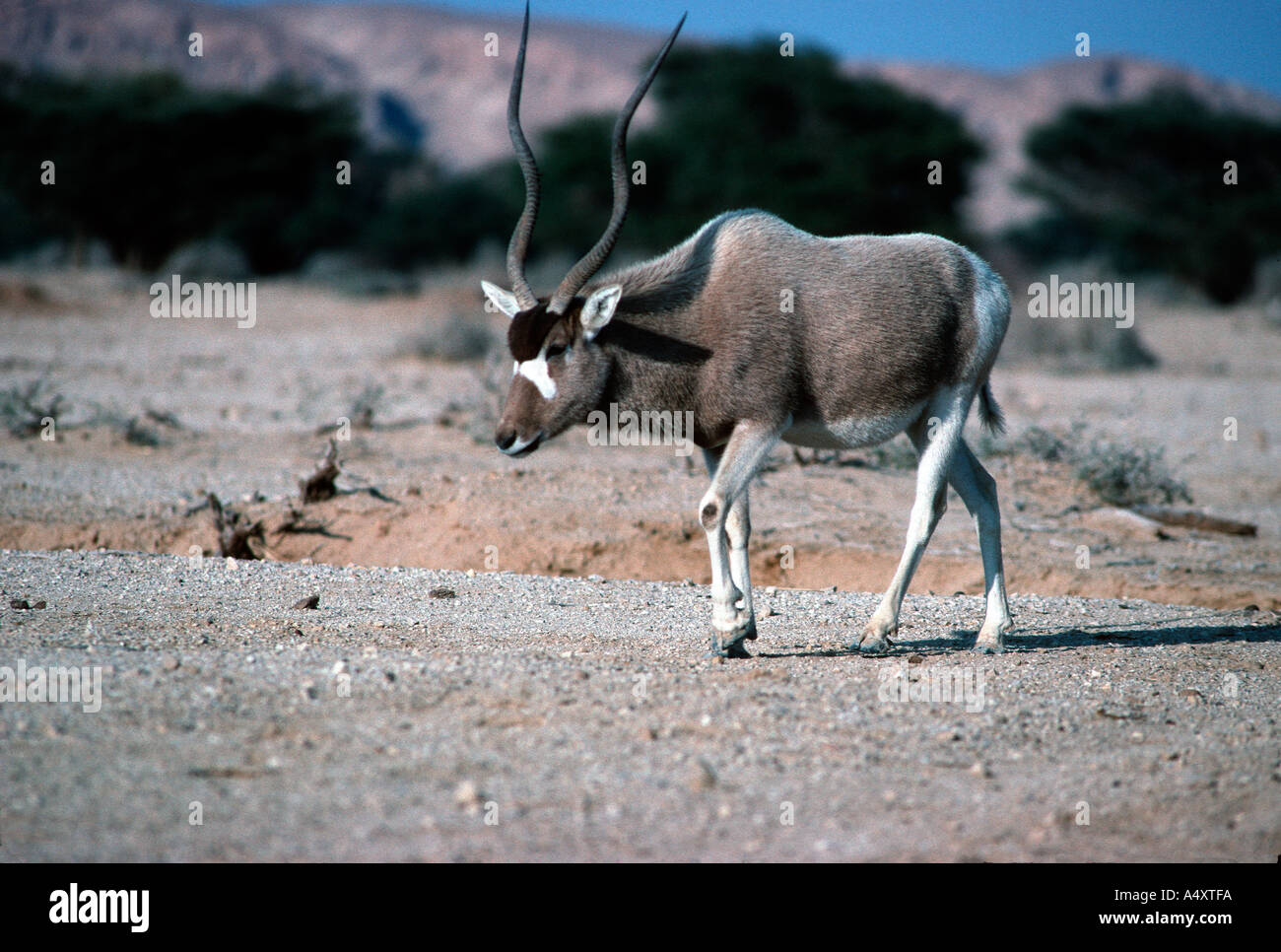 Addax Addax nasomaculatus Hai Bar Reserve Israel Stock Photo - Alamy