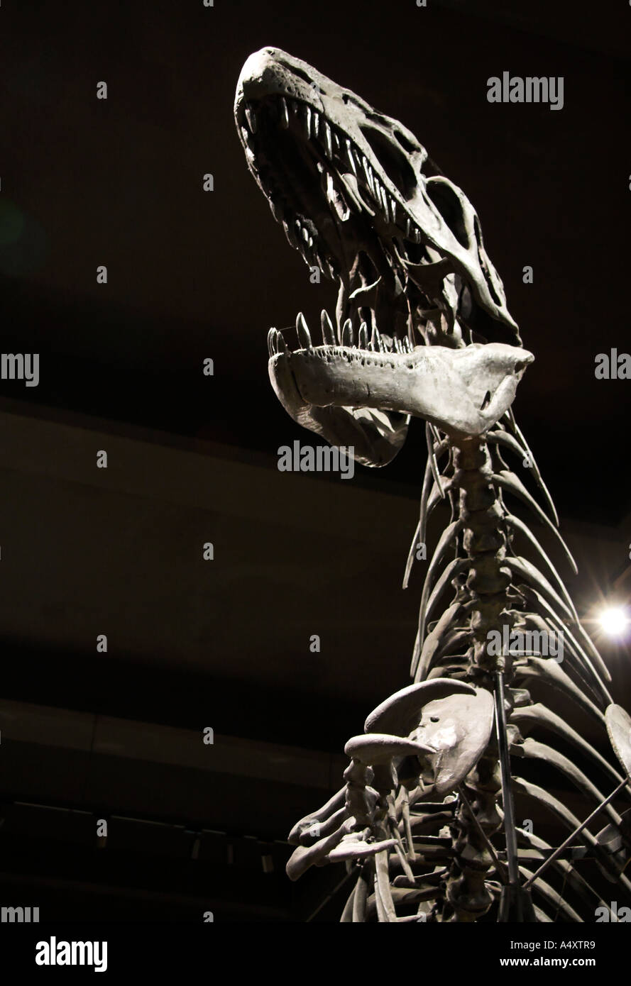 Allosaurus skeleton hi-res stock photography and images - Alamy