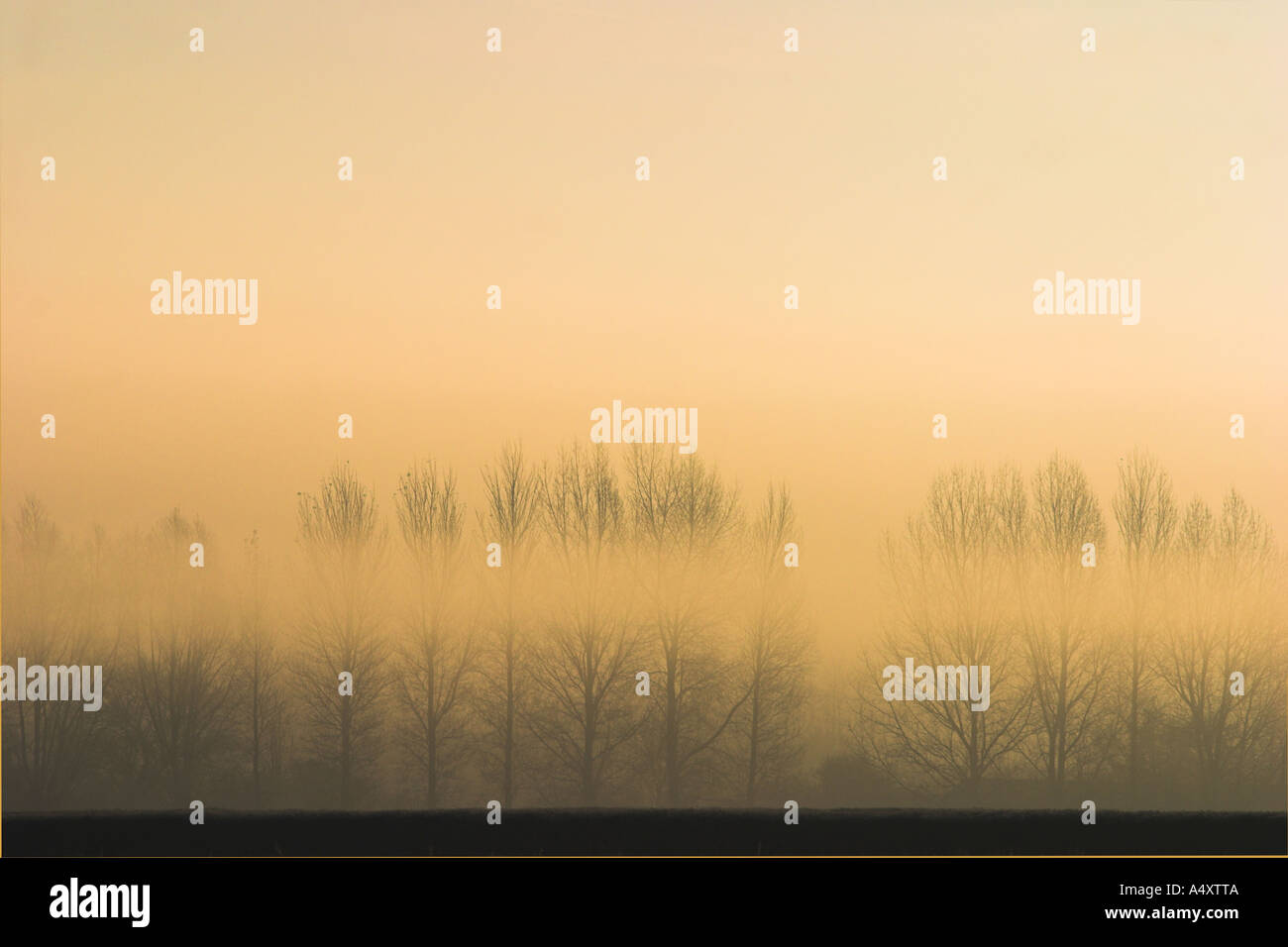Mist by the Shreen Water at Colesbrook Gillingham Stock Photo - Alamy