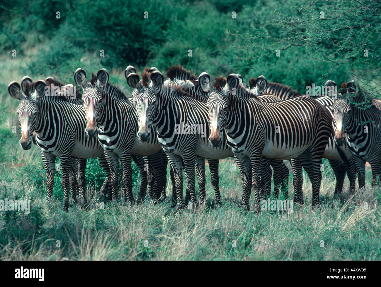 Grevys zebra narrow stripes hi-res stock photography and images - Alamy