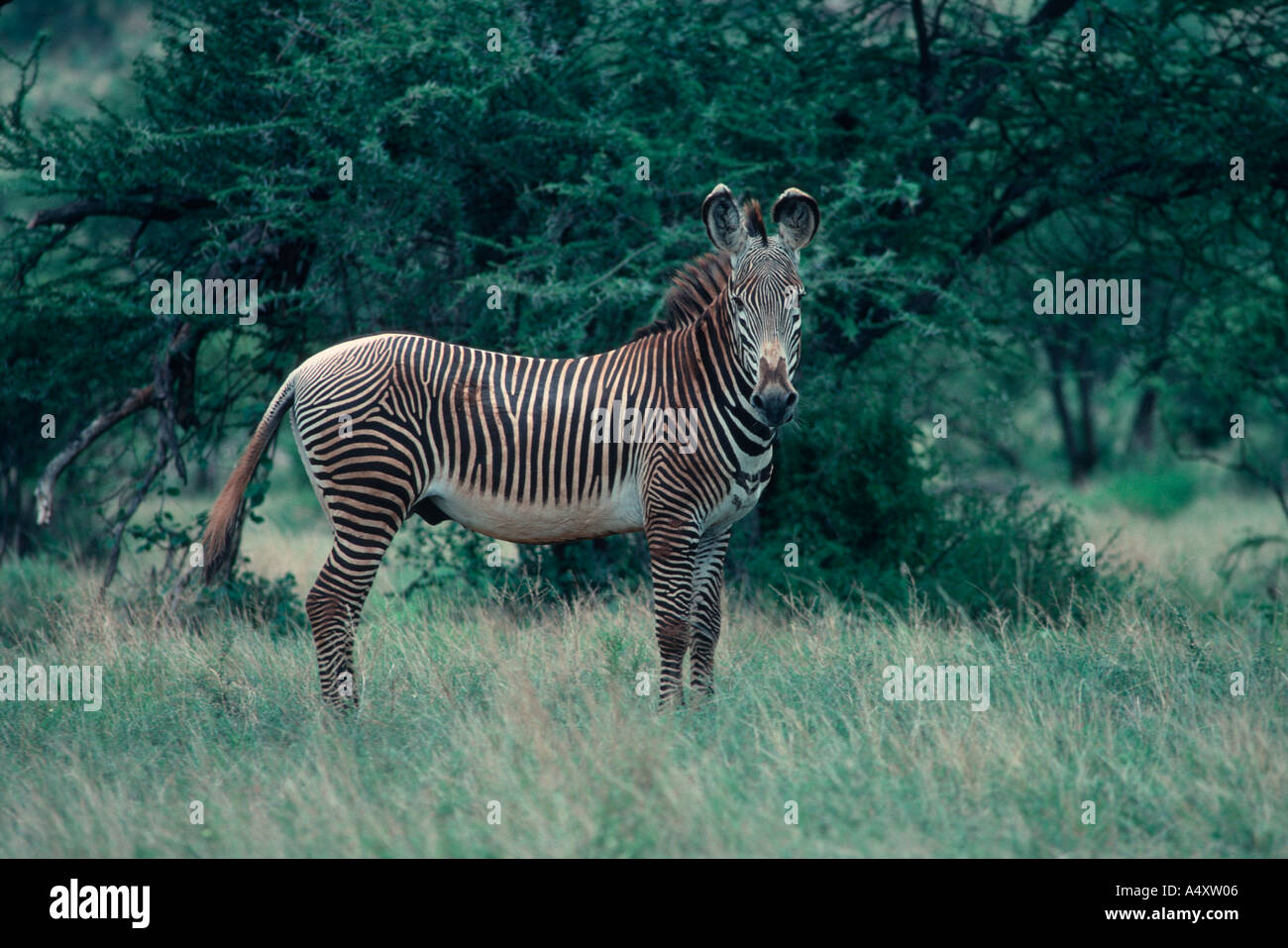 Grevys zebra narrow stripes hi-res stock photography and images - Alamy
