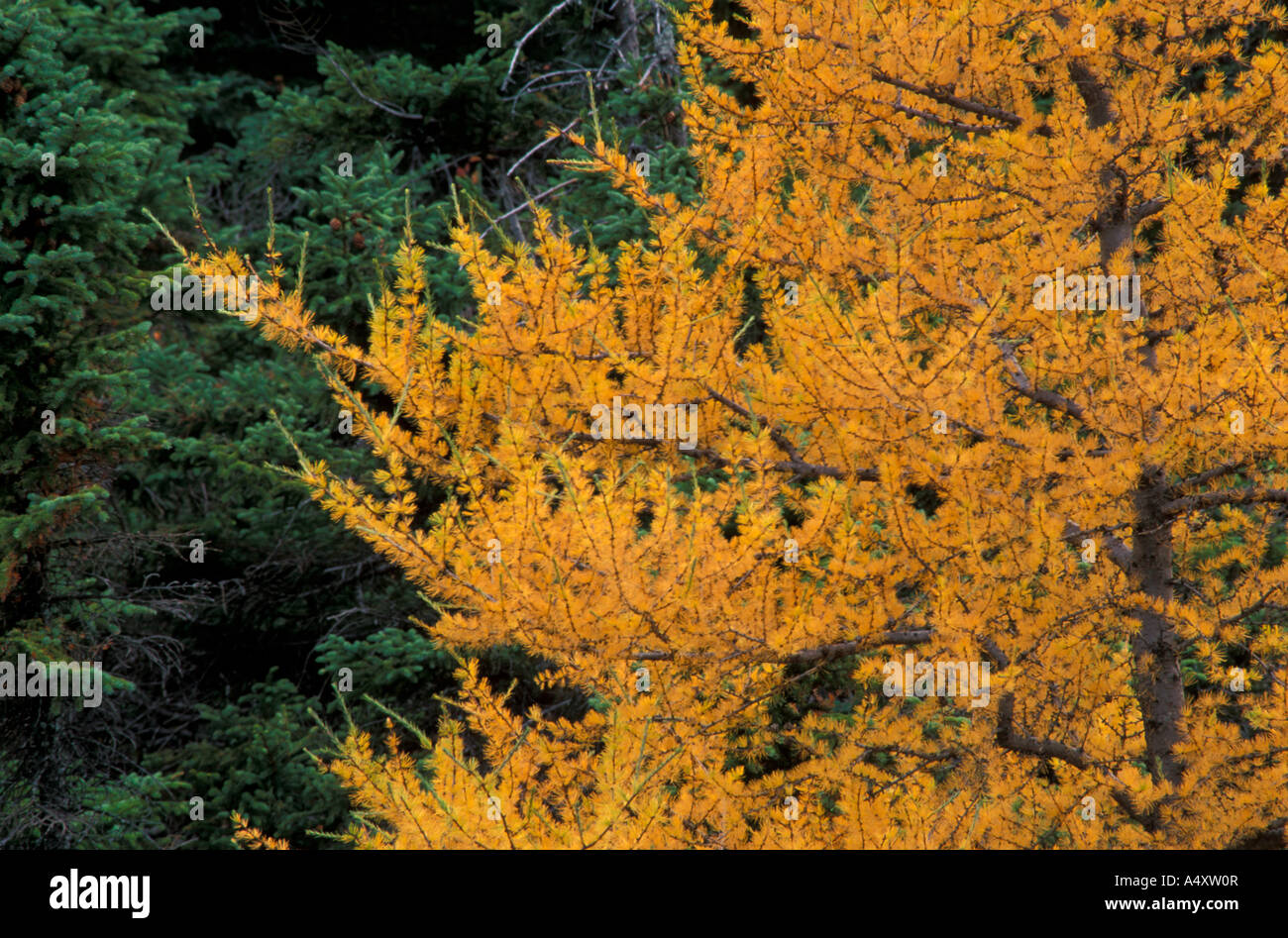 Chimney Pond Trail Baxter S P ME Eastern Larch trees larix laricina in ...