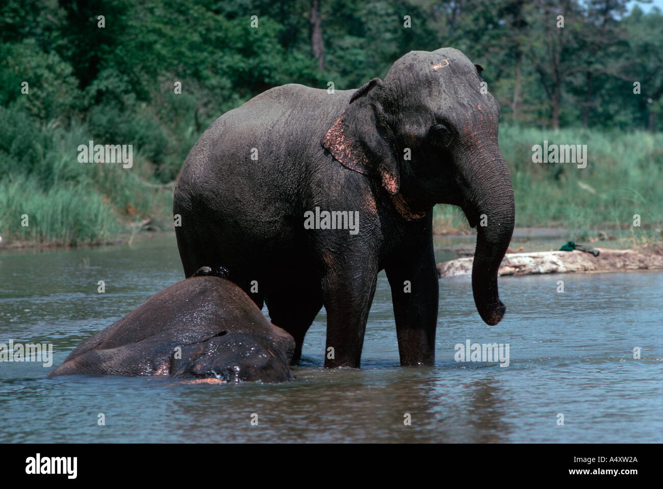 Asian elephants bathing Elephas maximus Chitwan National Park Nepal ...