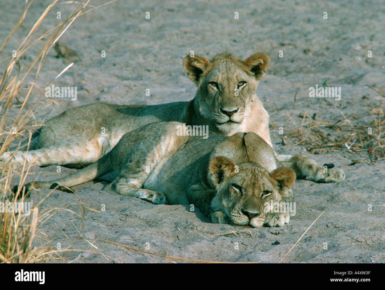 African lionesses Panthera leo South Luangwa National Park Zambia Stock ...