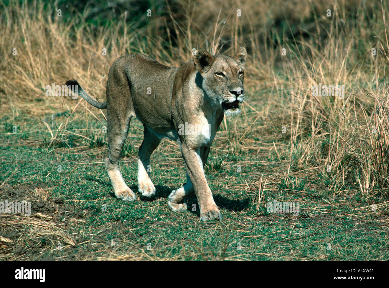 Lioness panthera leo walking hi-res stock photography and images - Alamy