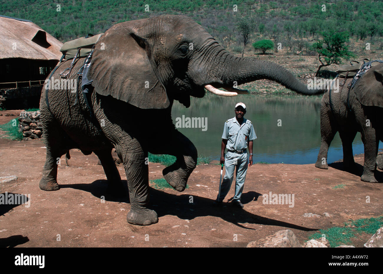 Orphan elephants from Zimbabwe trained for elephant back safaris ...