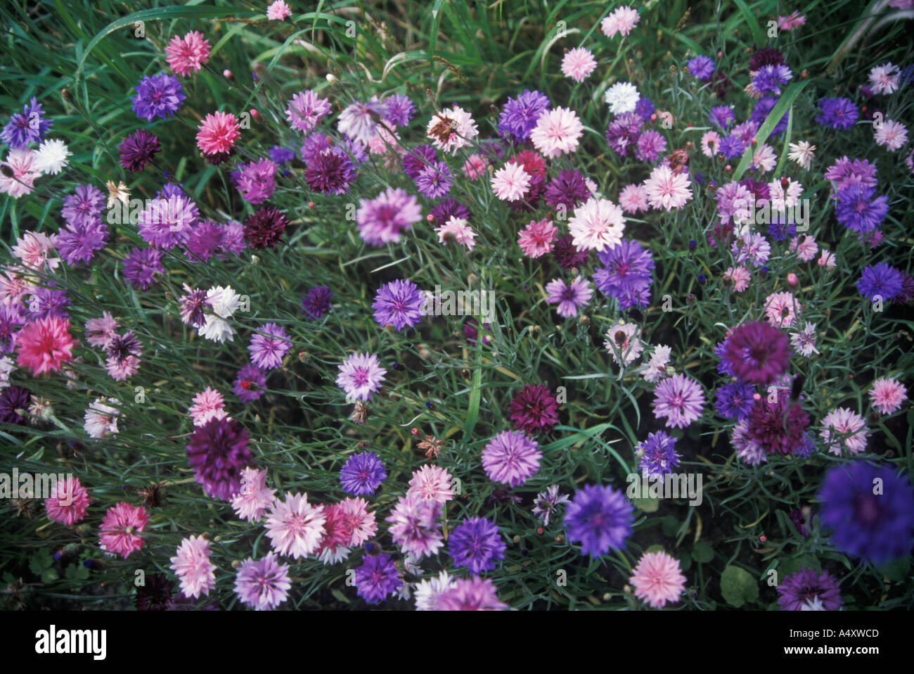Tiptree essex uk hi-res stock photography and images - Alamy