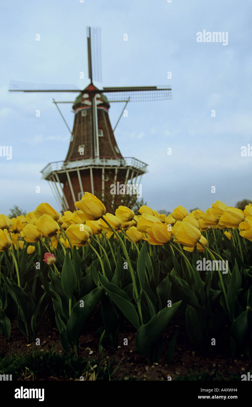 Authentic Dutch Windmill Stock Photo - Alamy