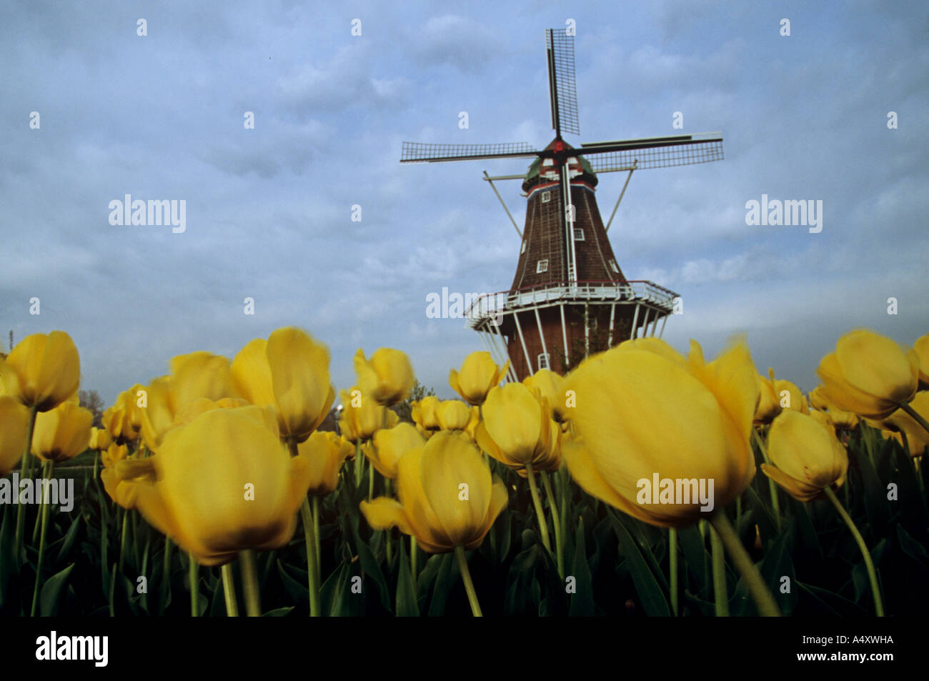Authentic Dutch Windmill Stock Photo - Alamy