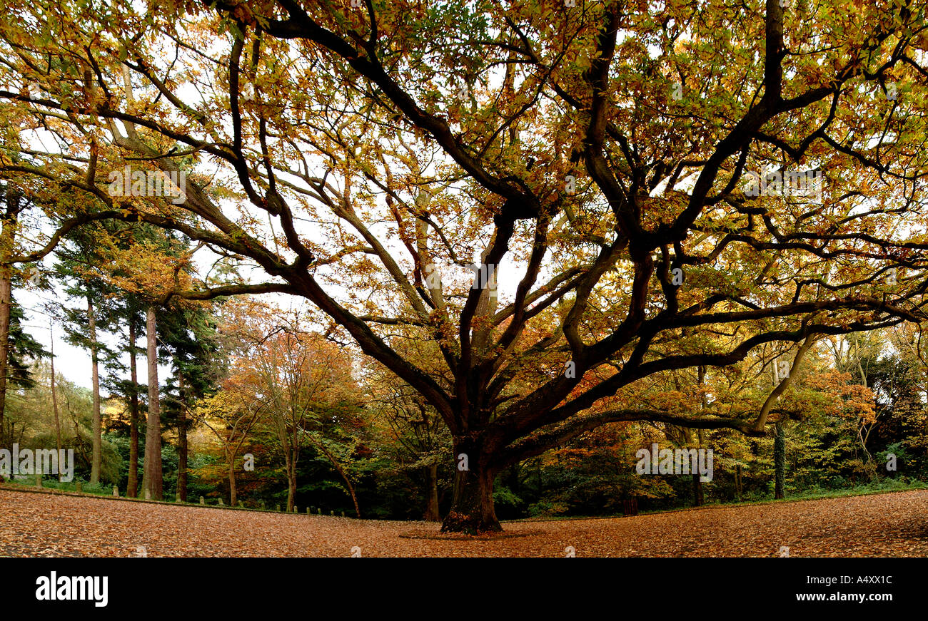 Lady dixon park belfast hi-res stock photography and images - Alamy
