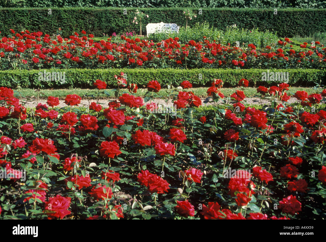 Dutch Garden Roses at Dane Wallace blog