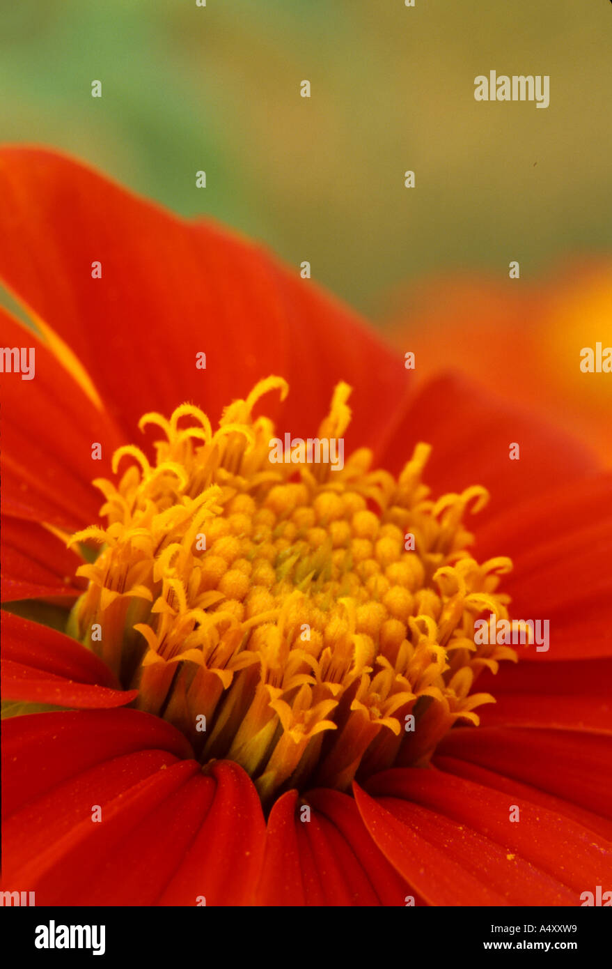 Tithonia hi-res stock photography and images - Alamy
