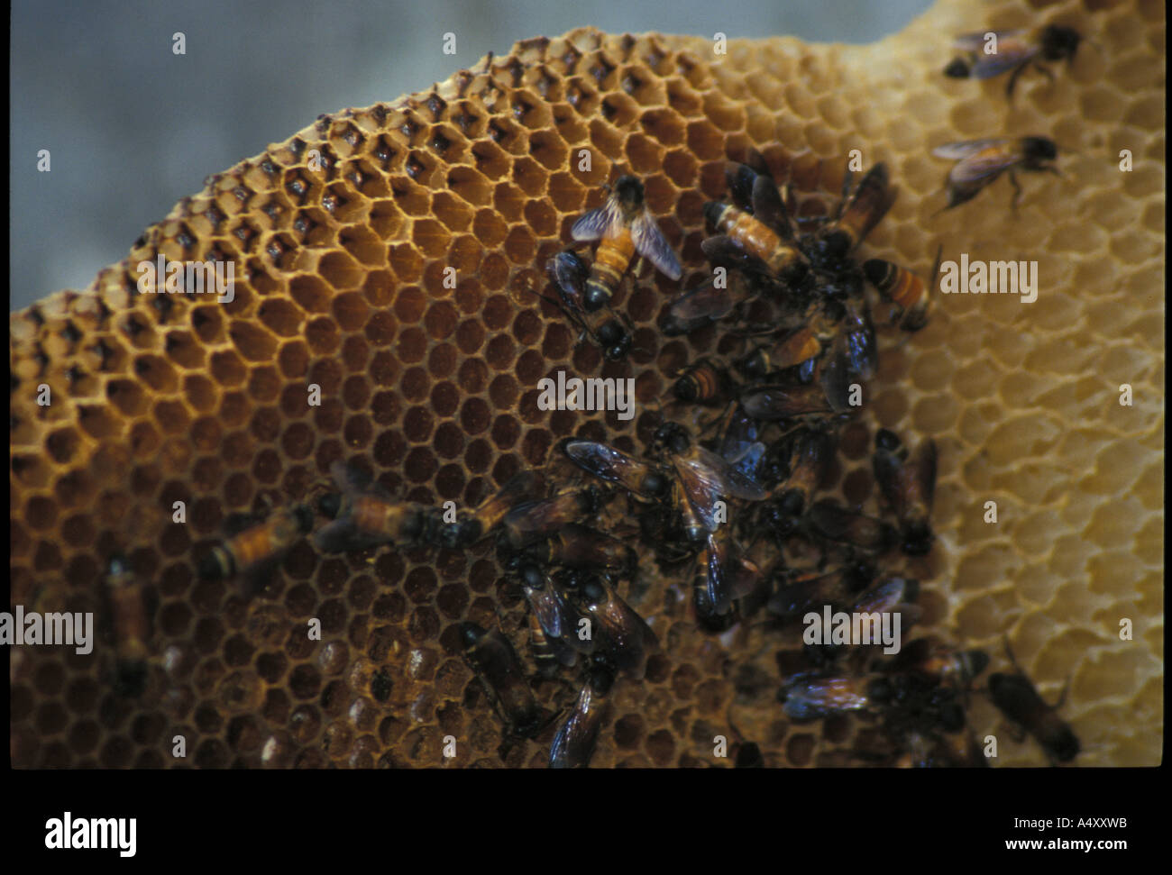 Honey Bee hives Stock Photo - Alamy