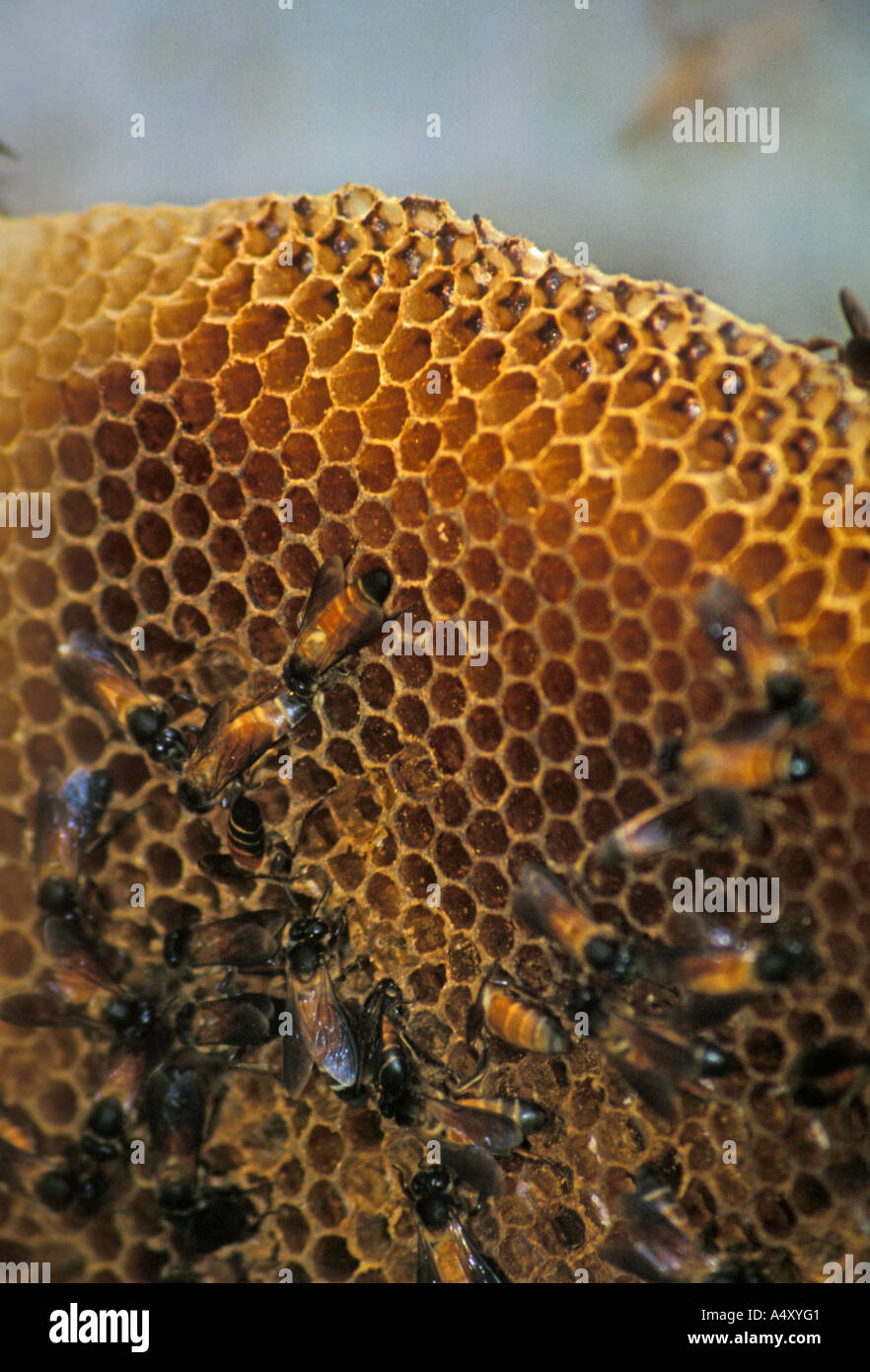 Honey Bee hives Stock Photo - Alamy