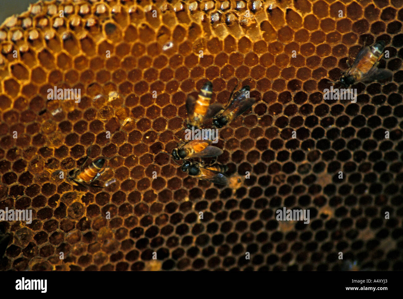 Honey Bee hives Stock Photo - Alamy
