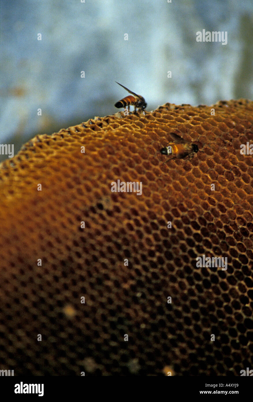 Honey Bee hives Stock Photo - Alamy