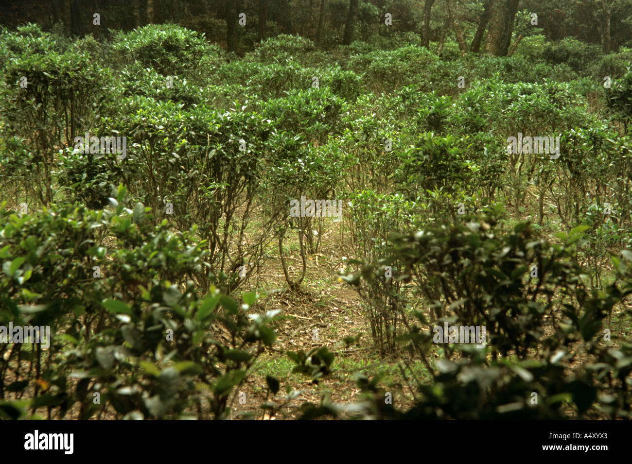 Po plants hi-res stock photography and images - Alamy