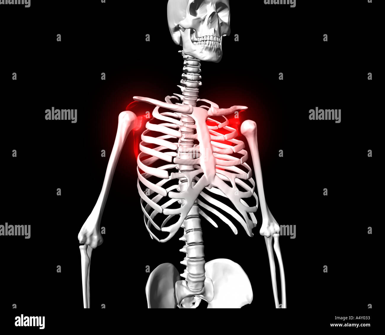 Highlighted bones hi-res stock photography and images - Alamy