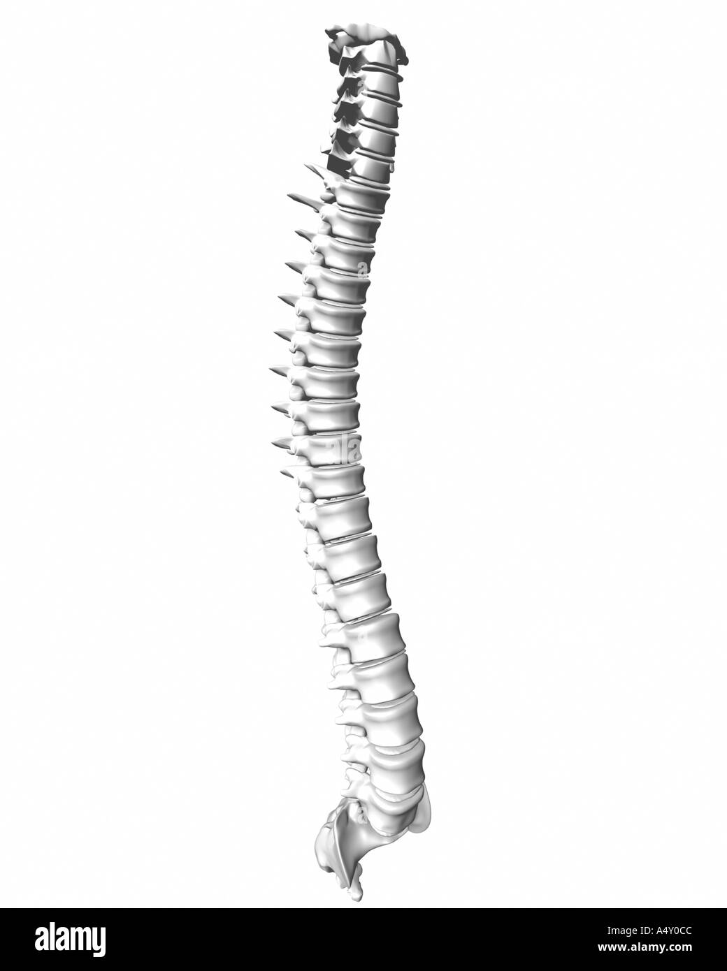 spine on white background Stock Photo - Alamy
