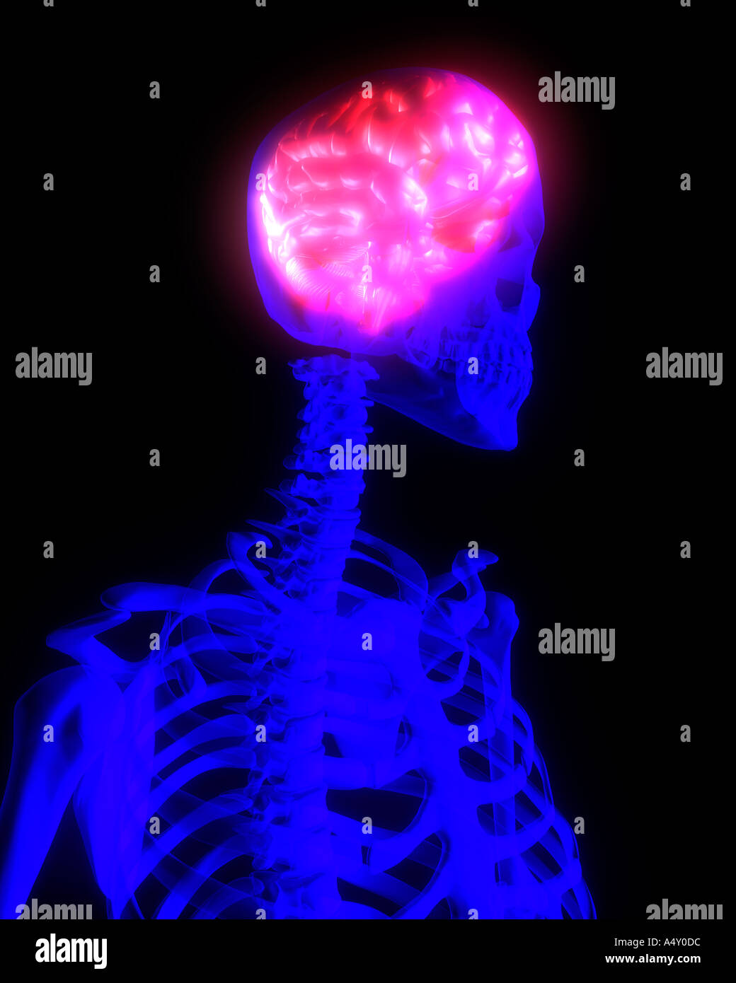 Human Skeleton With Brain Highlighted Red Stock Photo - Alamy
