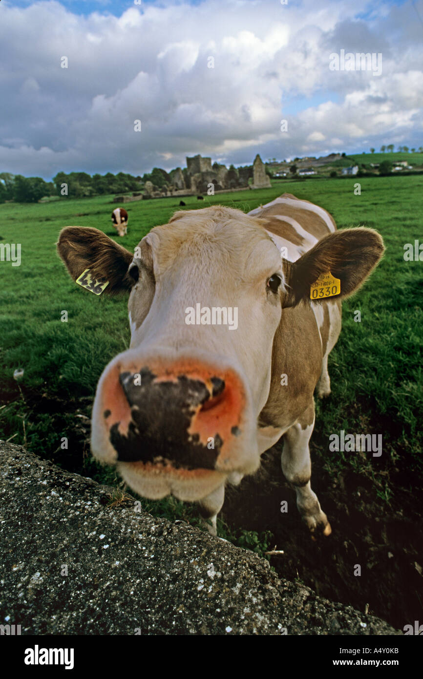 Hore animal hi-res stock photography and images - Alamy