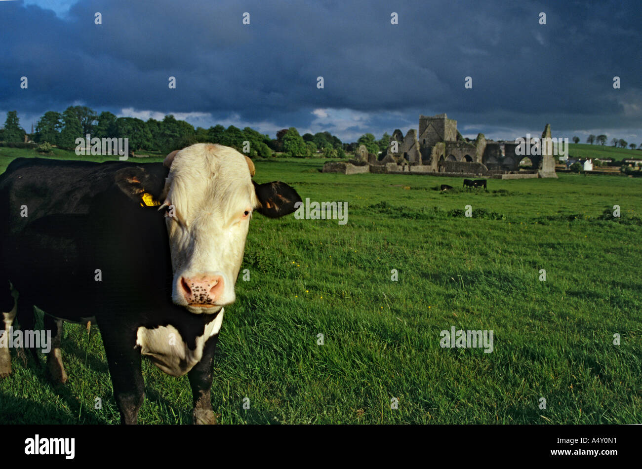 Hore animal hi-res stock photography and images - Alamy