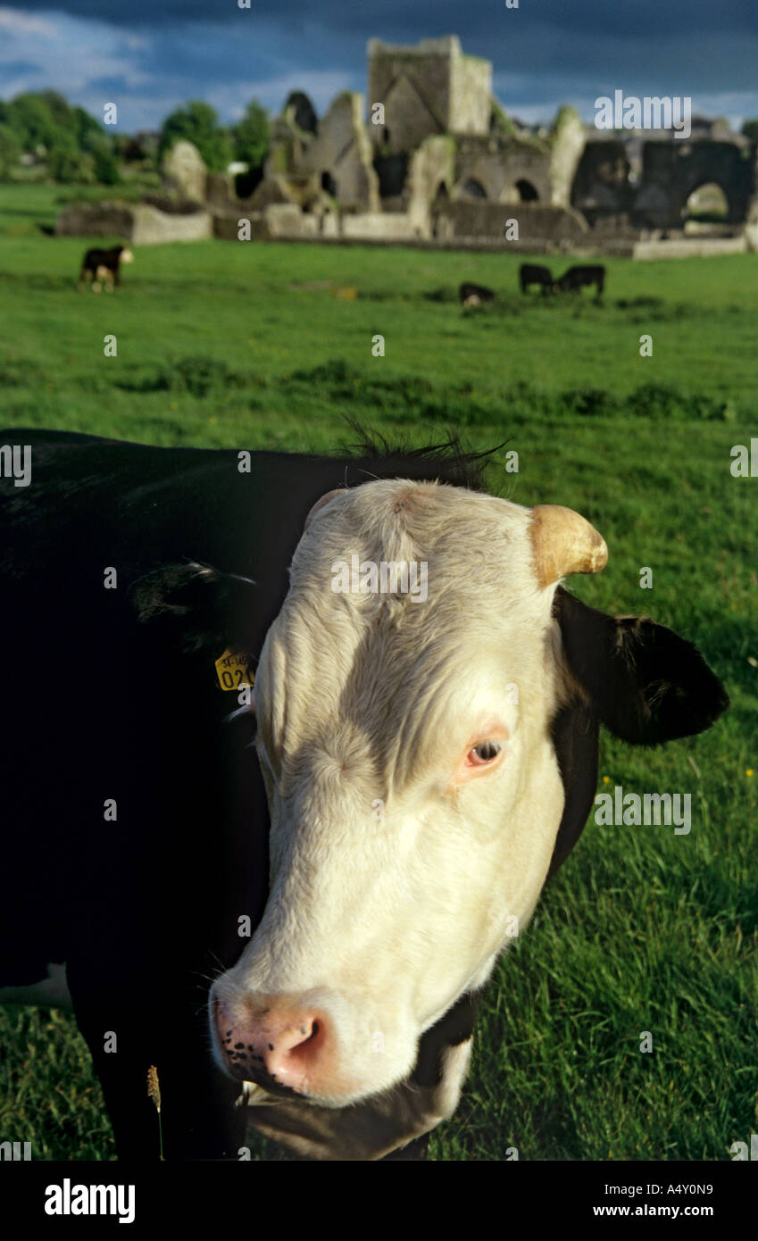 Hore animal hi-res stock photography and images - Alamy