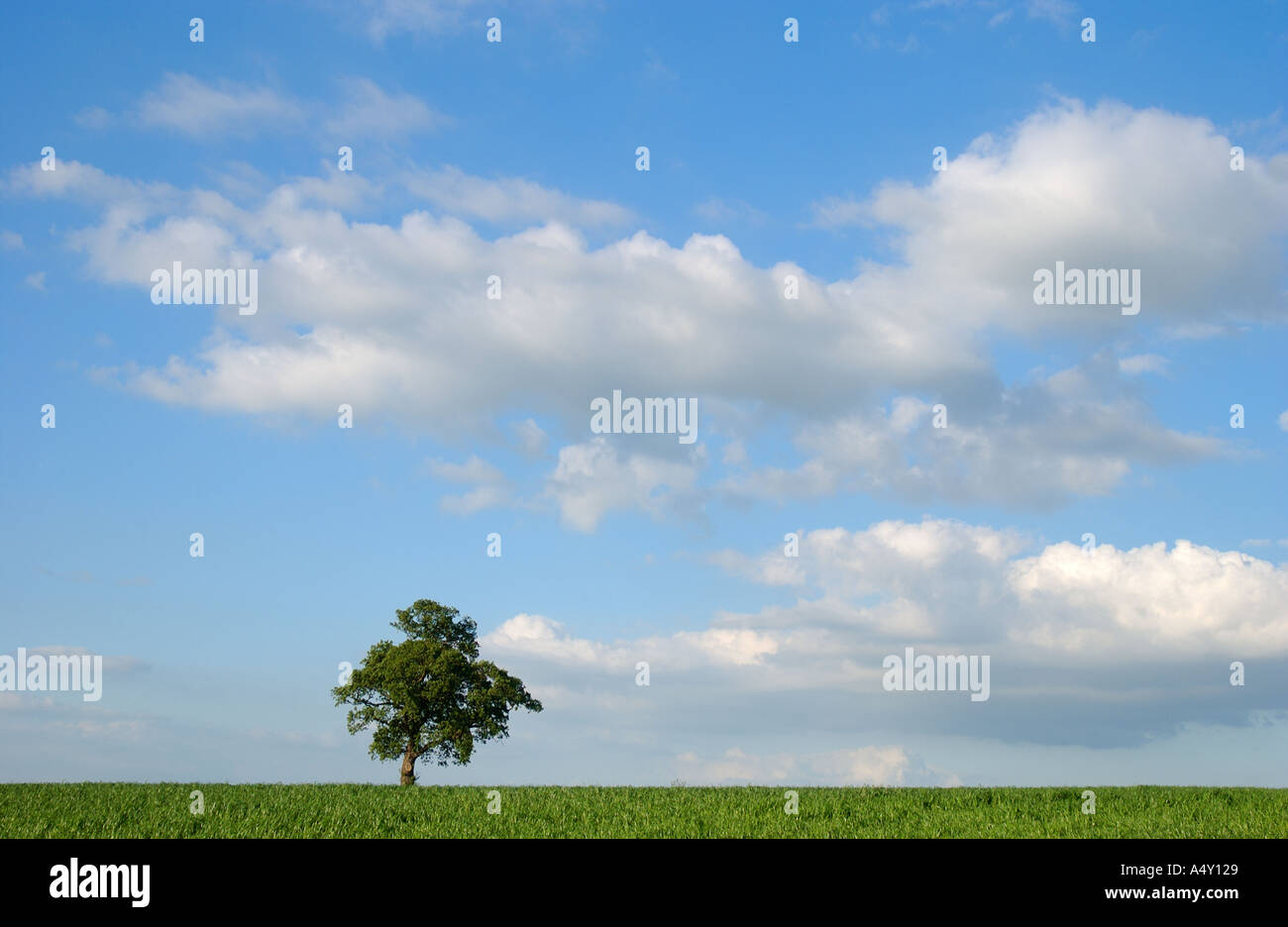 field with tree Stock Photo - Alamy