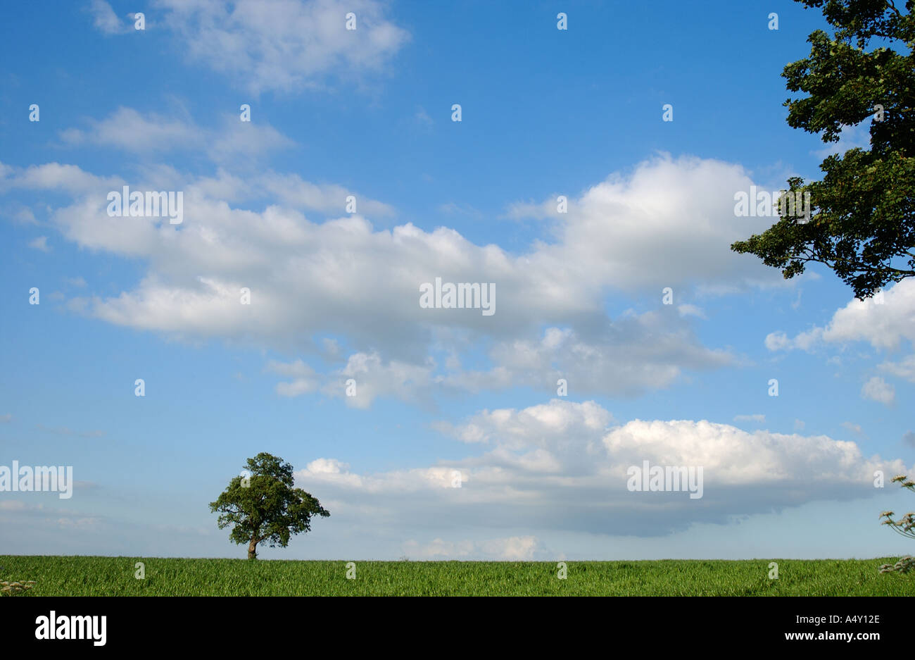 field with tree Stock Photo - Alamy