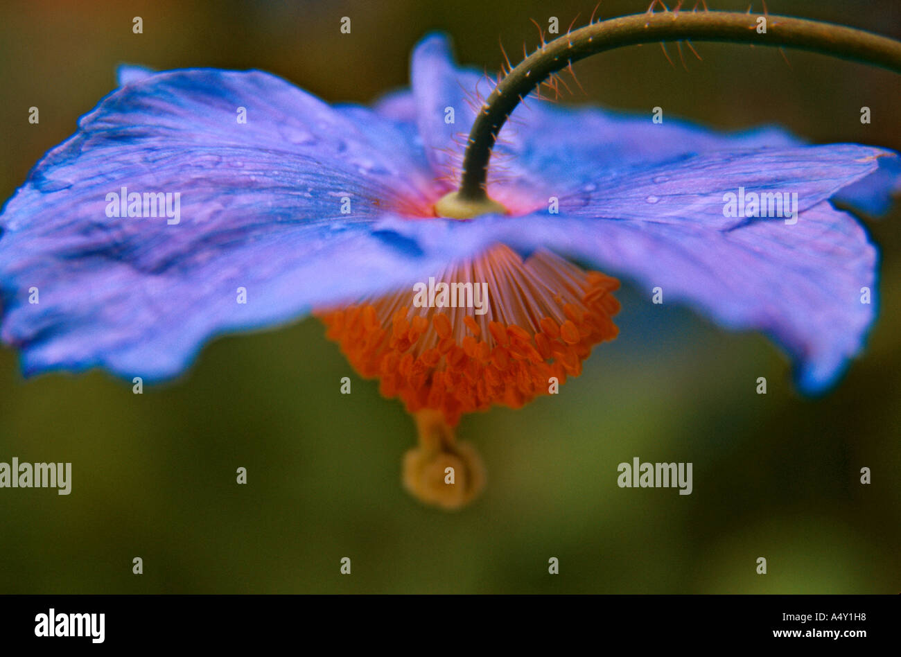 Blue Tibetan Poppy flower Stock Photo - Alamy