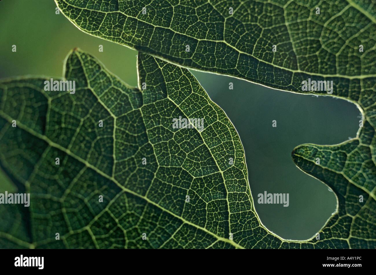 Leaf tissue hi-res stock photography and images - Alamy