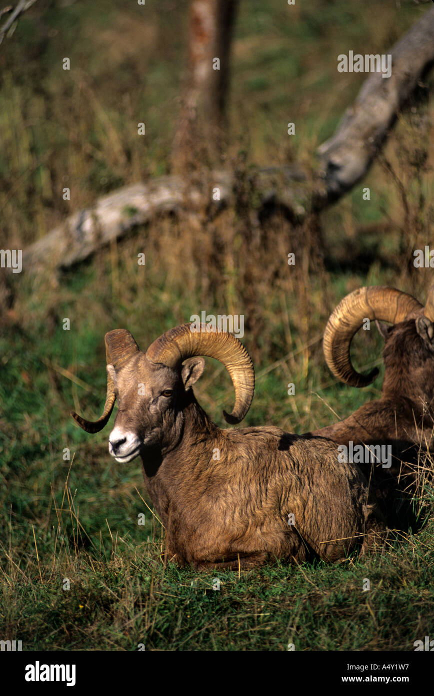 Northwest trek wildlife park hi-res stock photography and images - Alamy