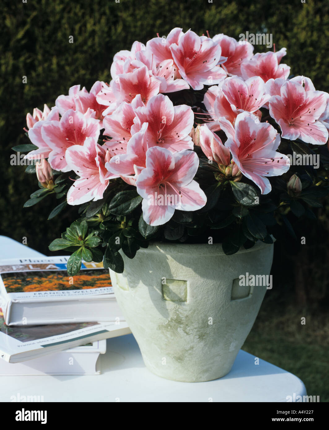 Azalea pot hi-res stock photography and images - Alamy