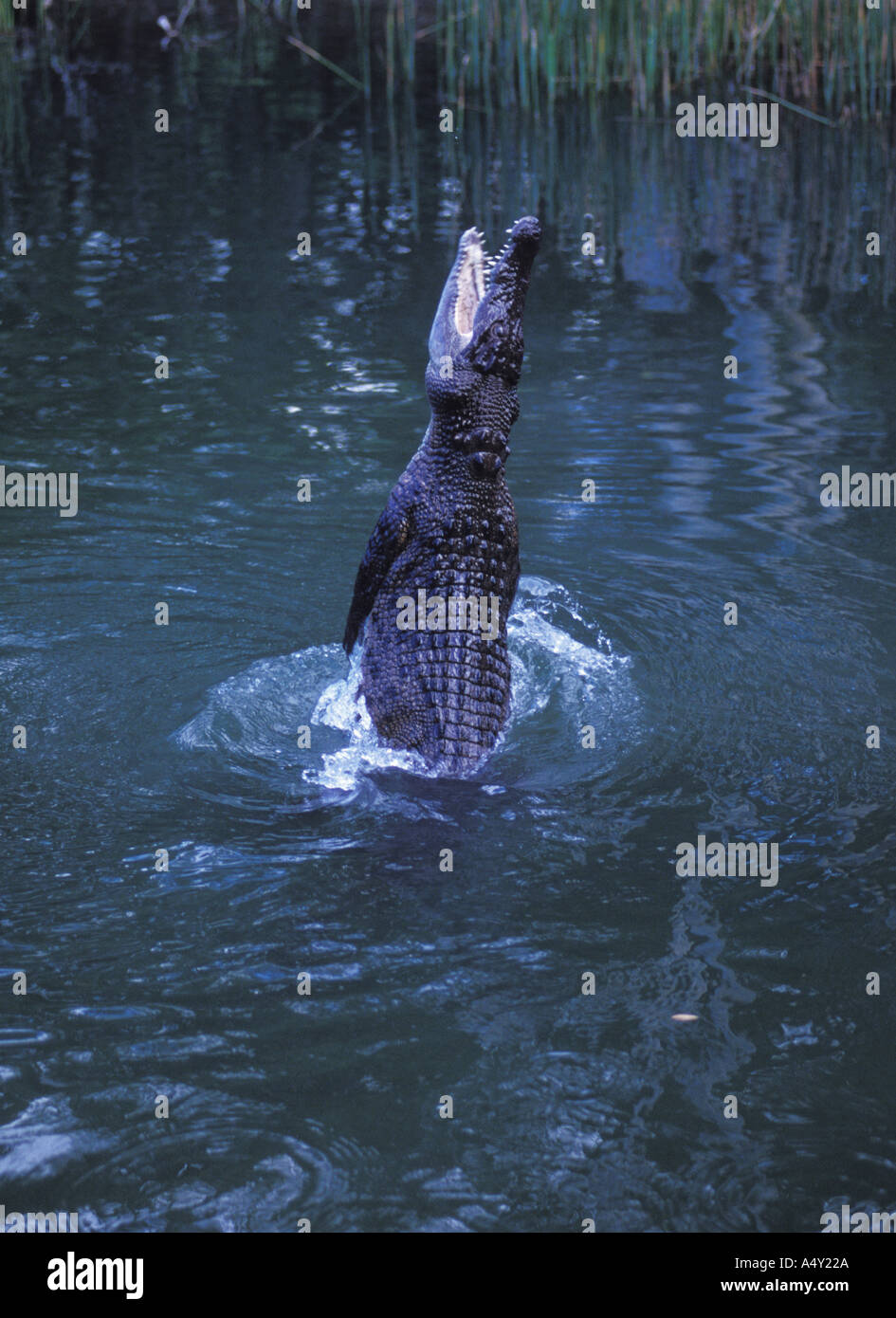 jumping saltwater crocodile feeding wetlands swamp estuarine Queensland ...