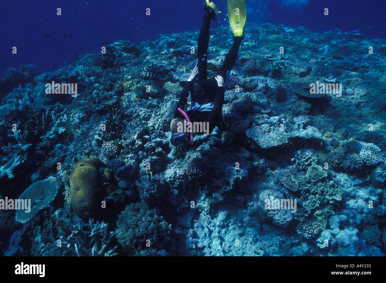 snorkeling in a healthy coral reef great barrier reef model released ...