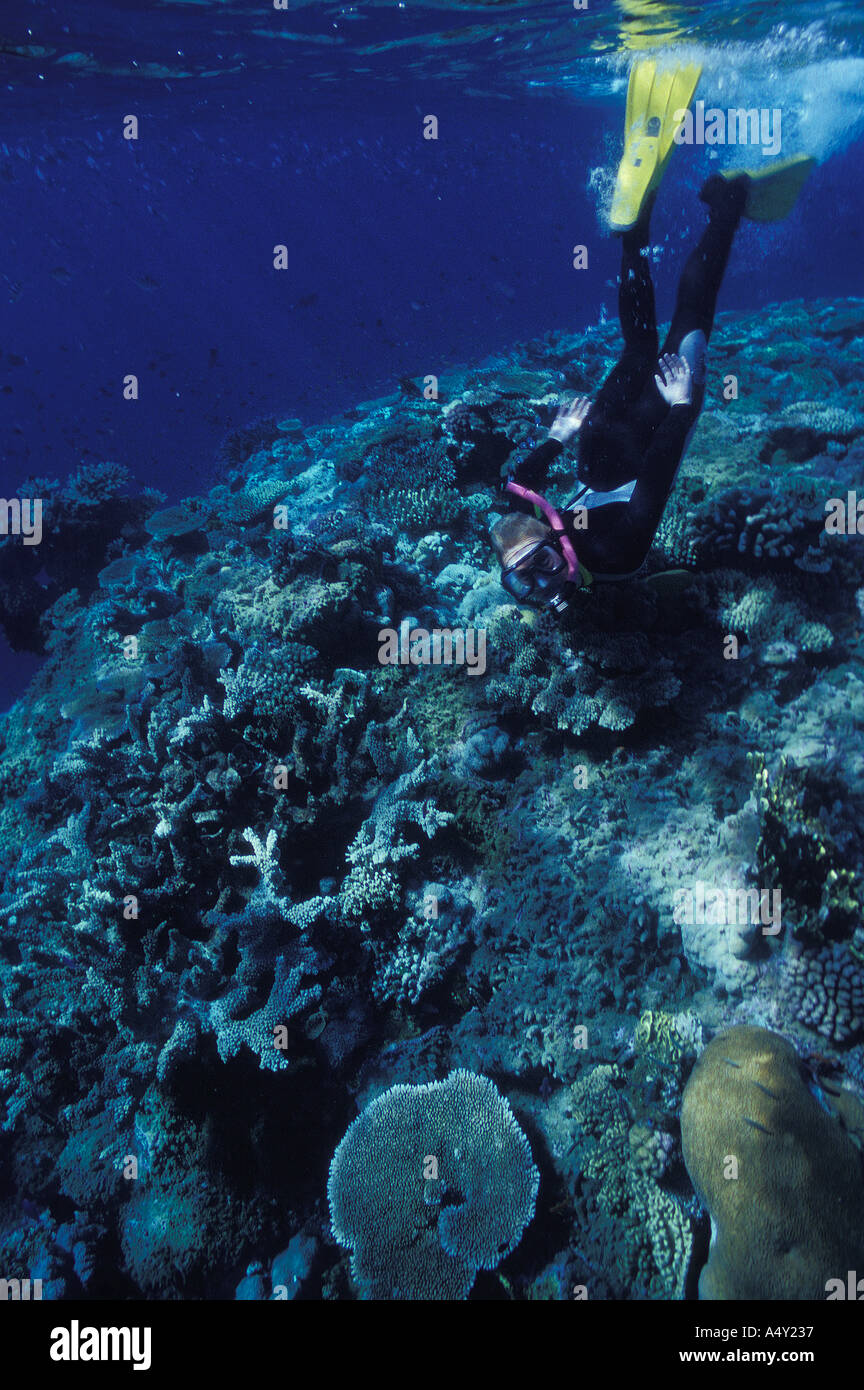 snorkeling in the great barrier reef model released Queensland ...