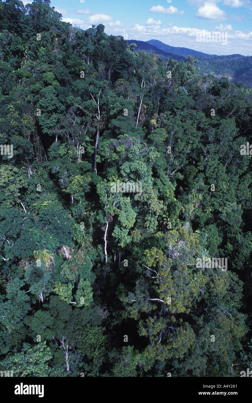 wet tropical australian rainforest canopy habitat ecosystem Queensland ...