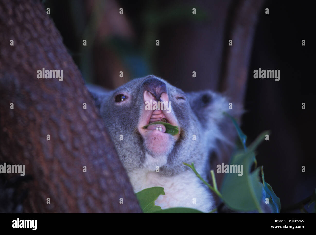 koala cairns feeding Queensland Australia Kike Calvo Visual Written ...