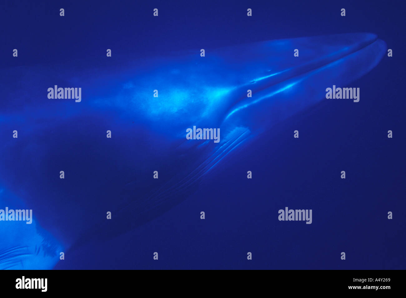 dwarf minke whale balaenoptera acutorostrata great barrier reef ...