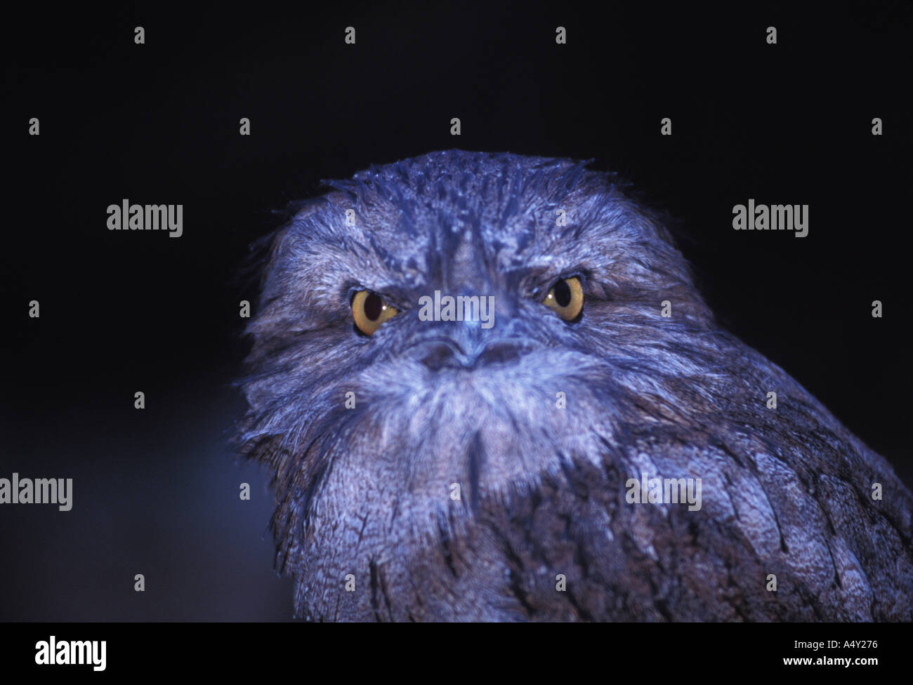 tawny frogmouth podargus strigoides australian bird Queensland ...