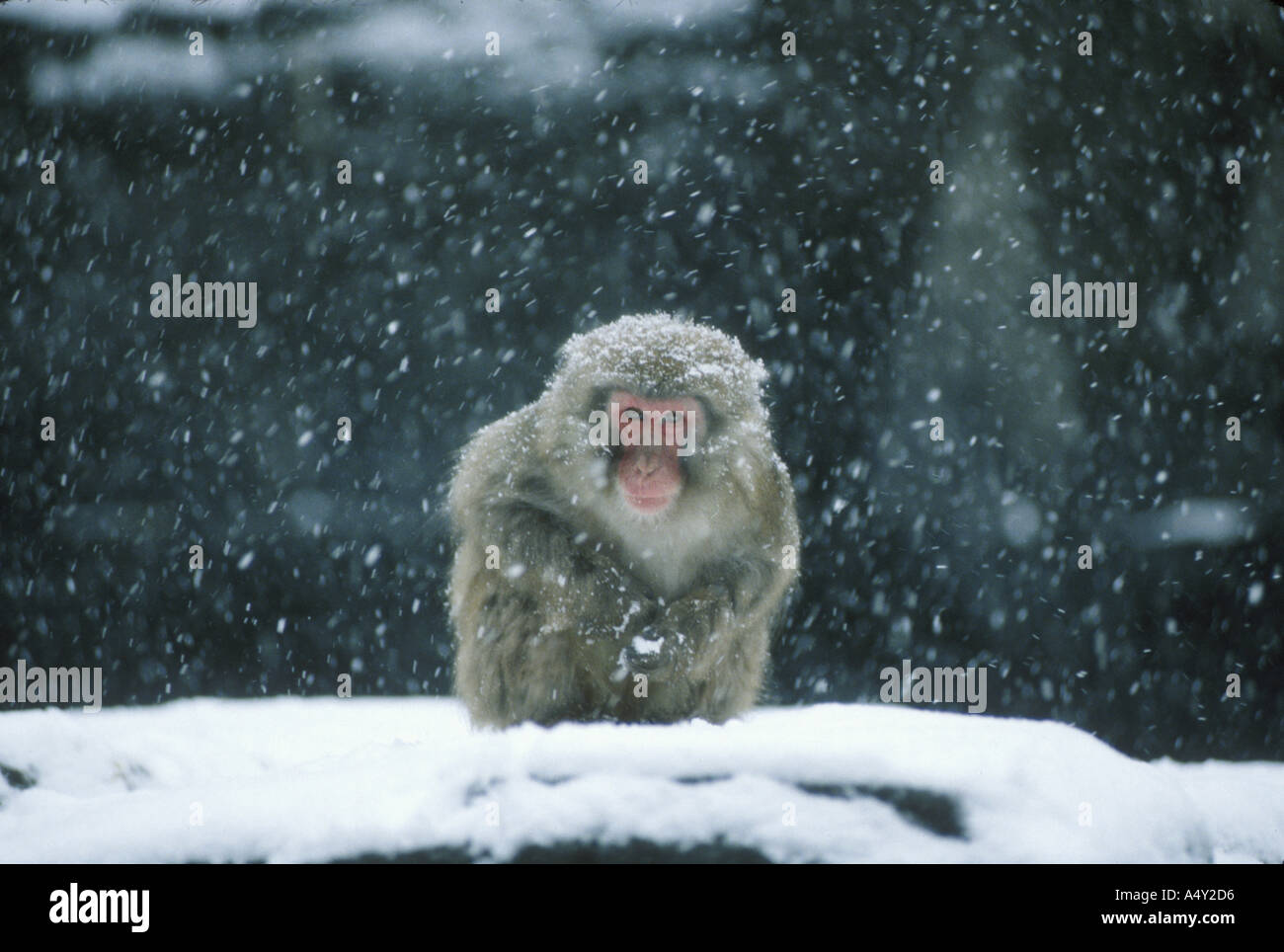 Monkey snow storm hi-res stock photography and images - Alamy