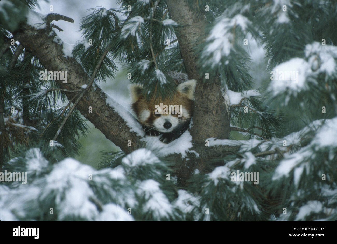 Red Panda VISUAL WRITTEN Stock Photo - Alamy