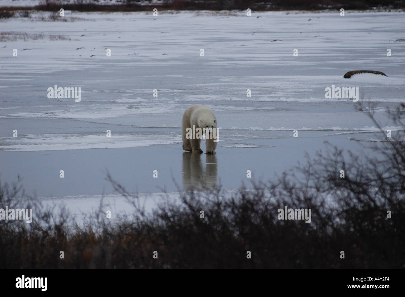 Polar Bear Churchill Manitoba Canada winter tundra arctic taiga marine ...