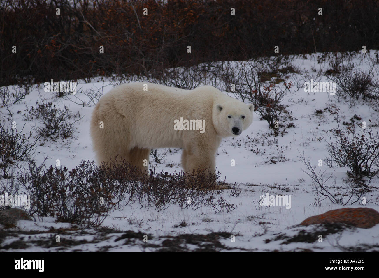 Polar Bear Churchill Manitoba Canada winter tundra arctic taiga marine ...
