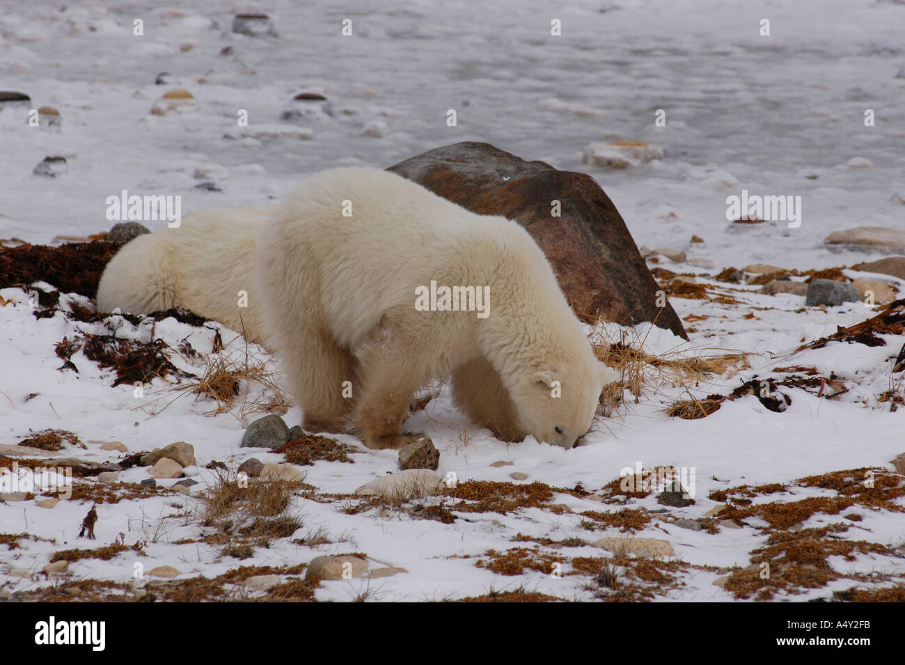 Polar Bear Ursus maritimus calf eating kelp winter tundra arctic ice ...
