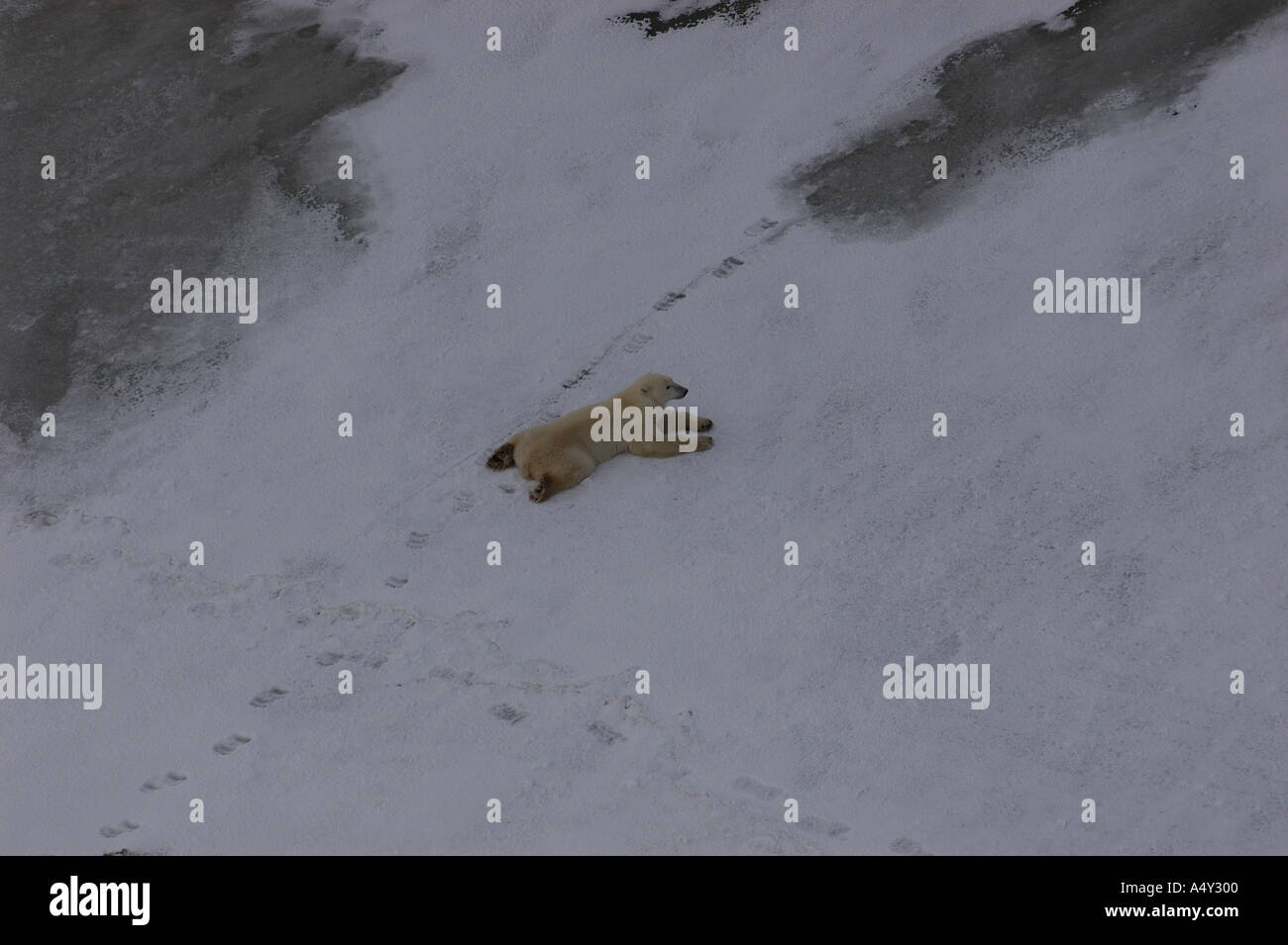 Polar Bear Ursus maritimus Hudson Bay Canada winter tundra arctic ice ...