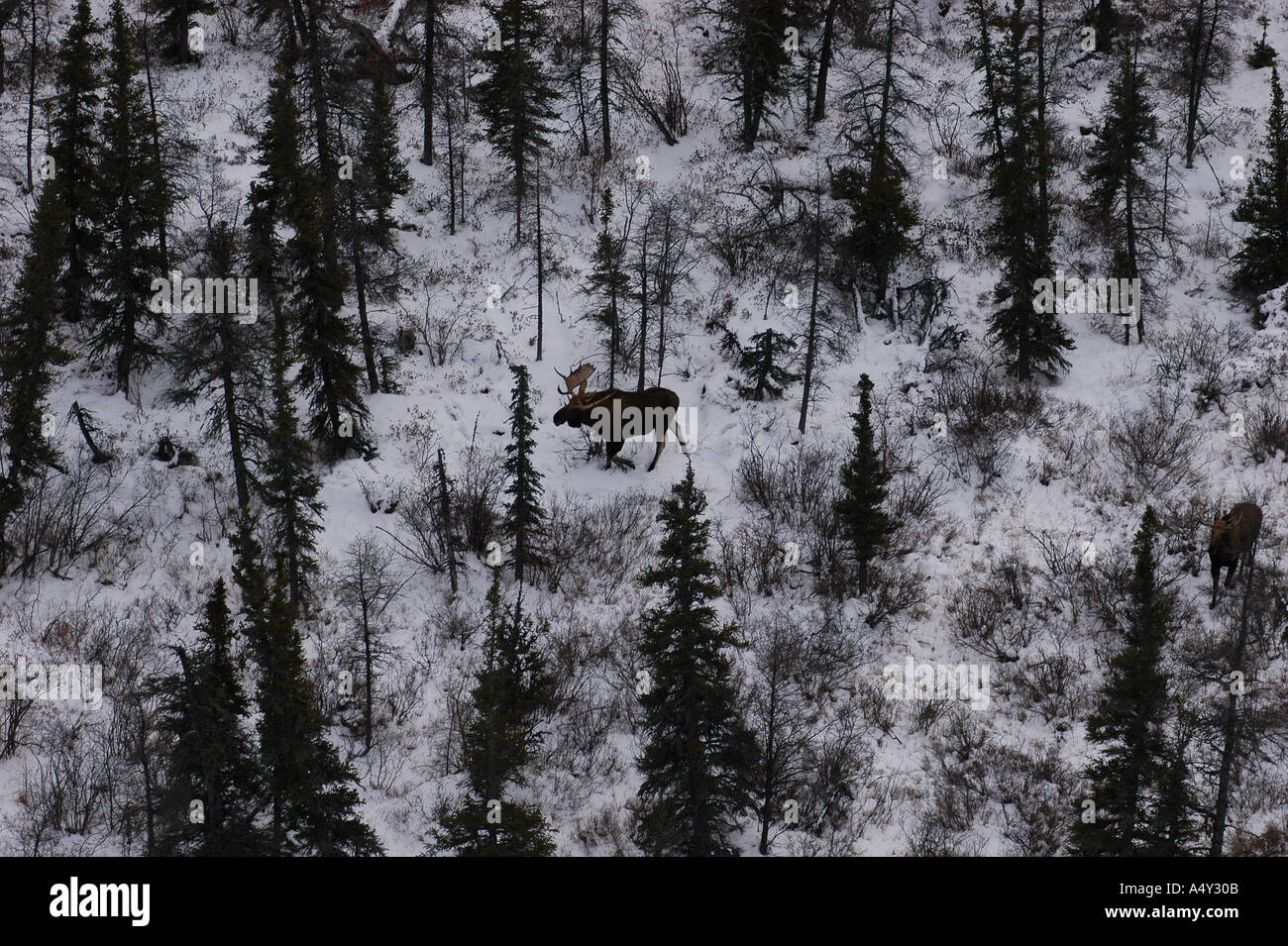 Moose in snowy Boreal Forest Churchill Canada winter tundra arctic ice ...