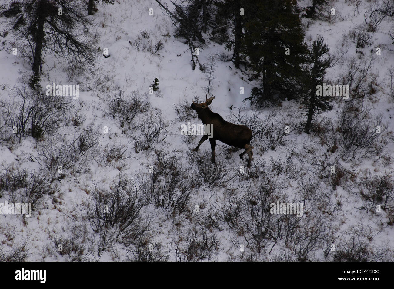 Moose in snowy Boreal Forest Churchill Canada winter tundra arctic ice ...