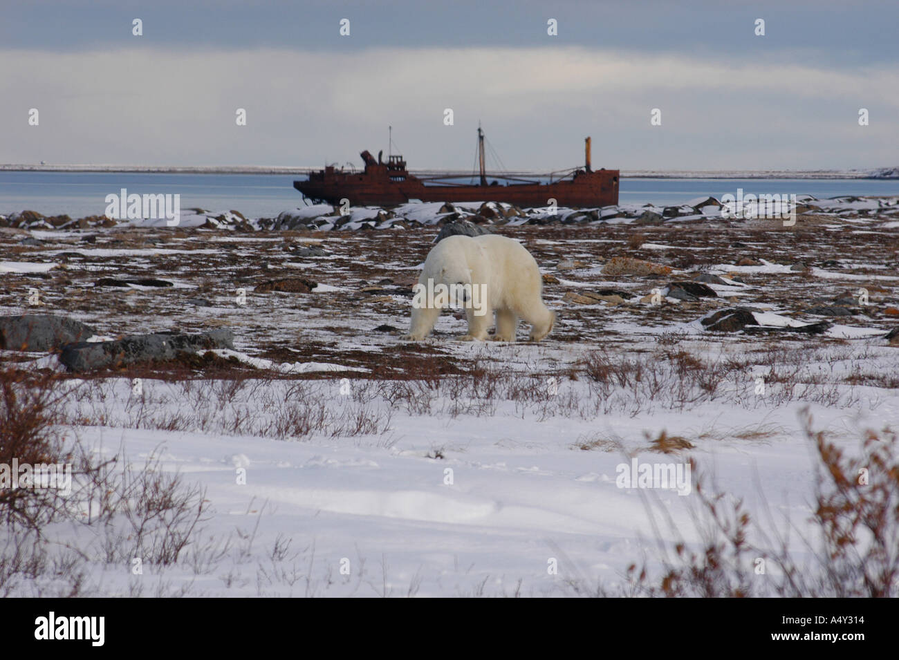 Polar Bear Ursus maritimus Hudson Bay Canada winter tundra arctic ice ...