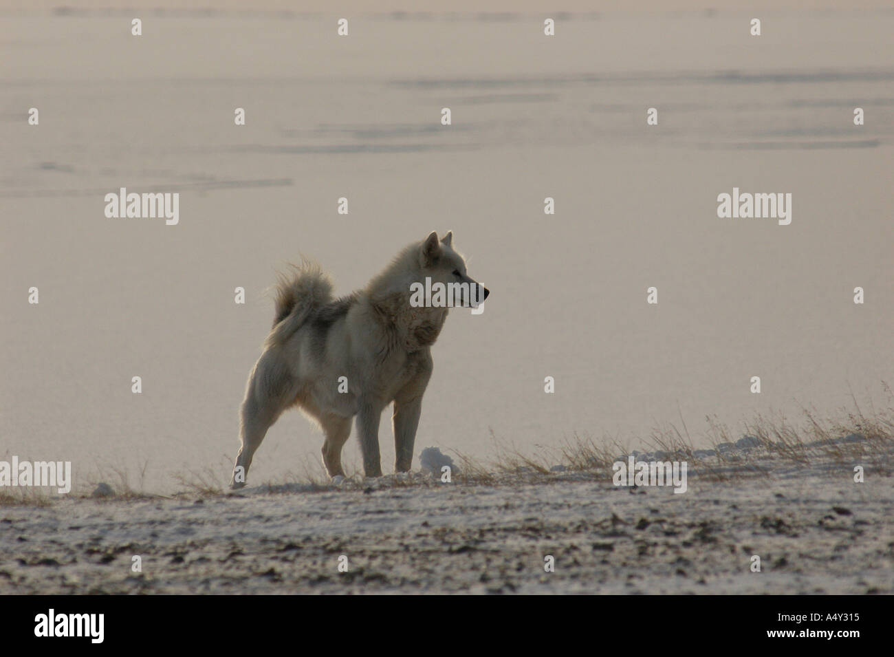 Polar Bear Ursus maritimus Hudson Bay Canada winter tundra arctic ice ...